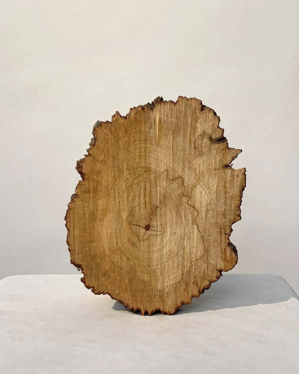 Palo Santo Tree - Specimen VI | Bio Alchemy Olfactive