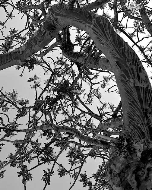 Volatile Essentials | Bio Alchemy Olfactive