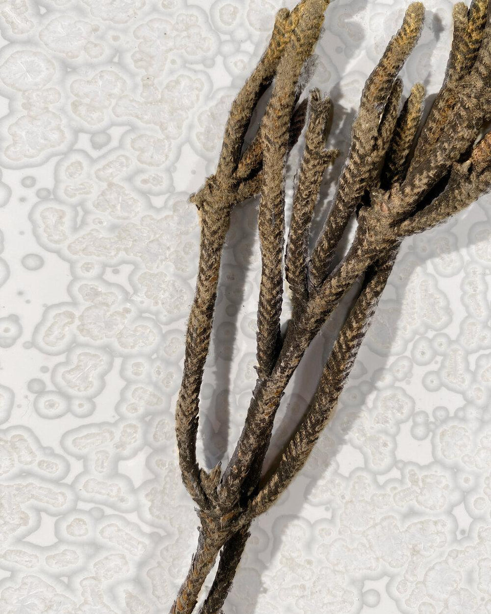 Sweet Palm Rare Incense | Bio Alchemy Olfactive