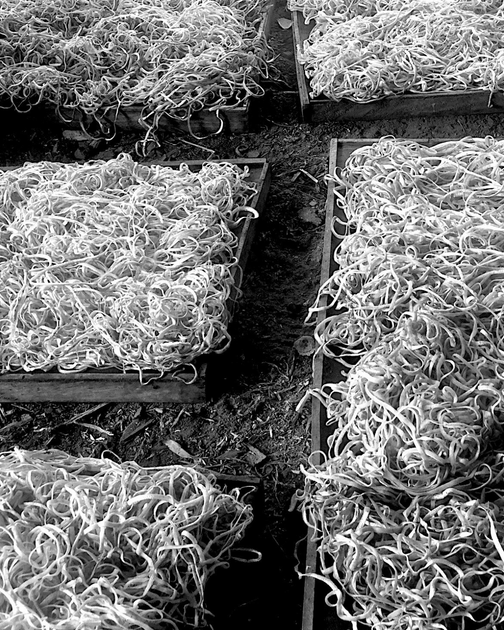 Volatile Essentials | Bio Alchemy Olfactive